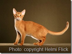 Abyssinian Cat Quick Guide – Michael Broad